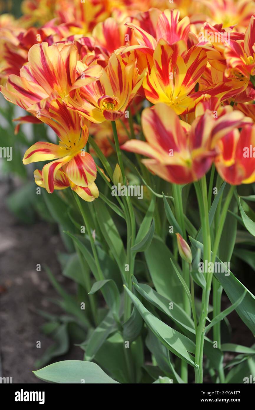 Red and yellow multi-flowered Single Late tulips (Tulipa) Wonder Club ...