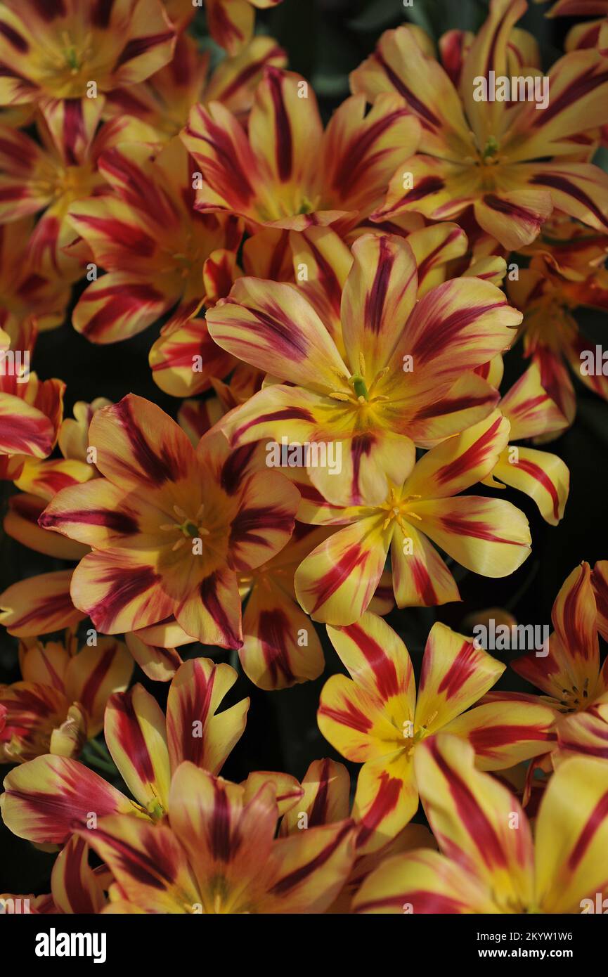 Red and yellow multi-flowered Single Late tulips (Tulipa) Wonder Club ...