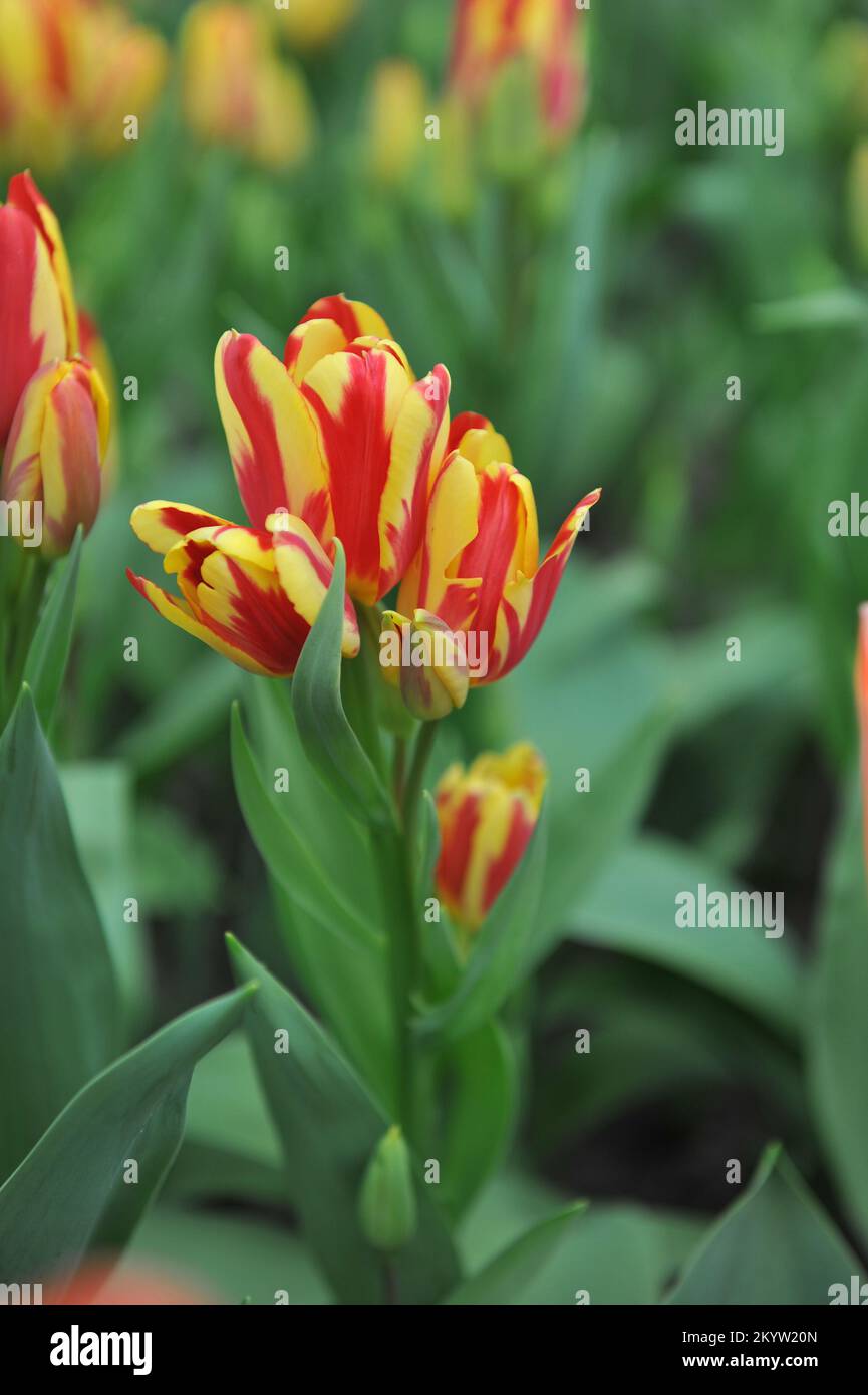 Red and yellow multi-flowered Single Late tulips (Tulipa) Wonder Club ...