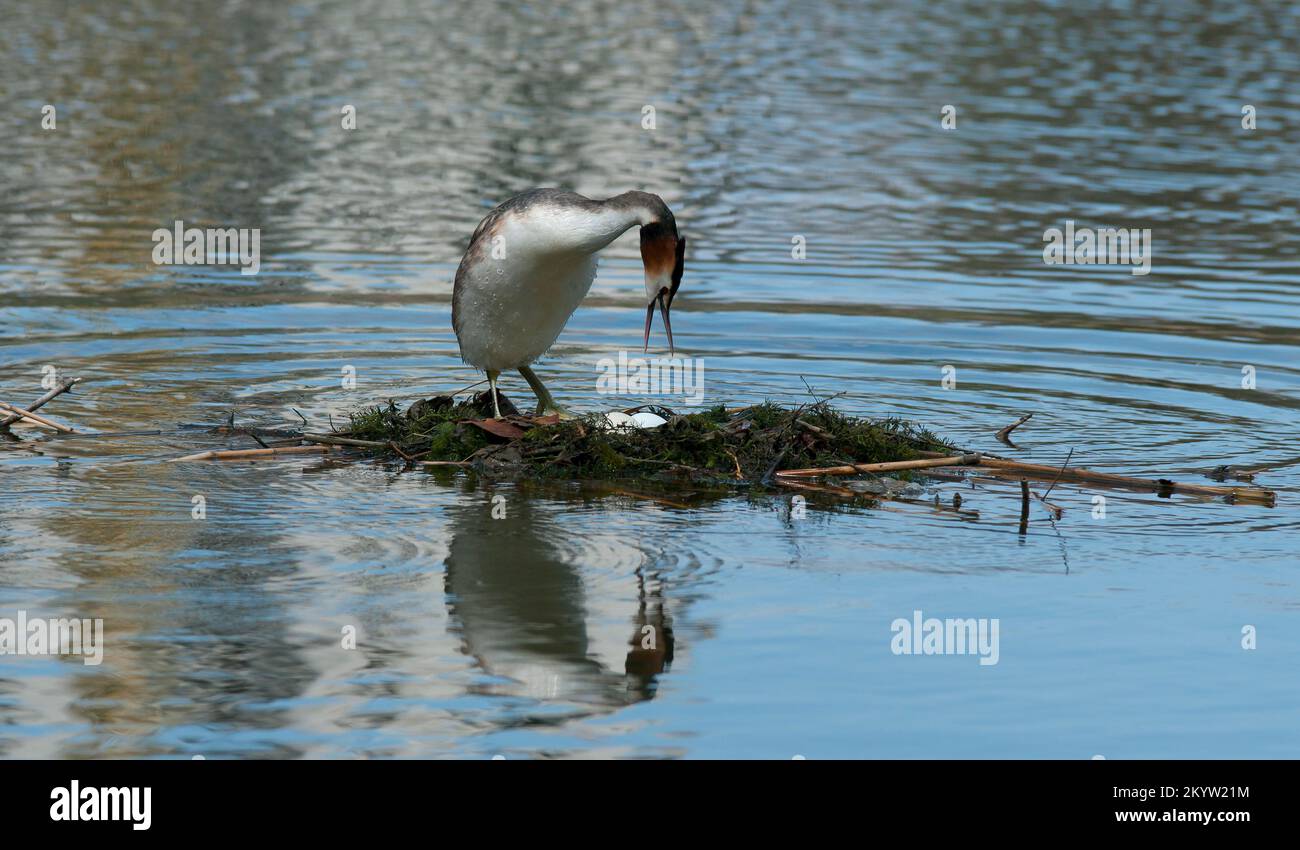 Grebe or Great Grebe (lat. Podiceps cristatus) on the nest. Europe ...