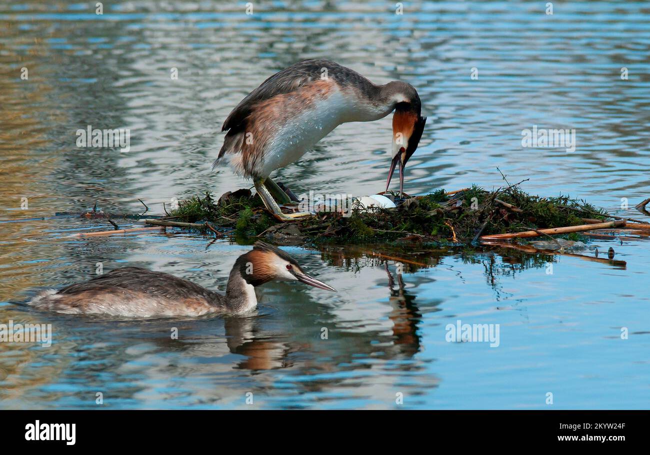 Grebe or Great Grebe (lat. Podiceps cristatus) on the nest. Europe ...