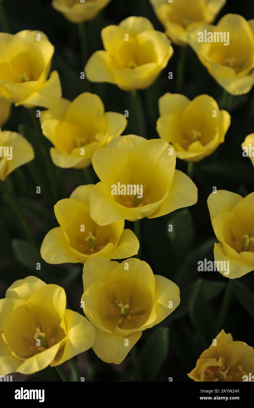 Friendship plant hi-res stock photography and images - Alamy