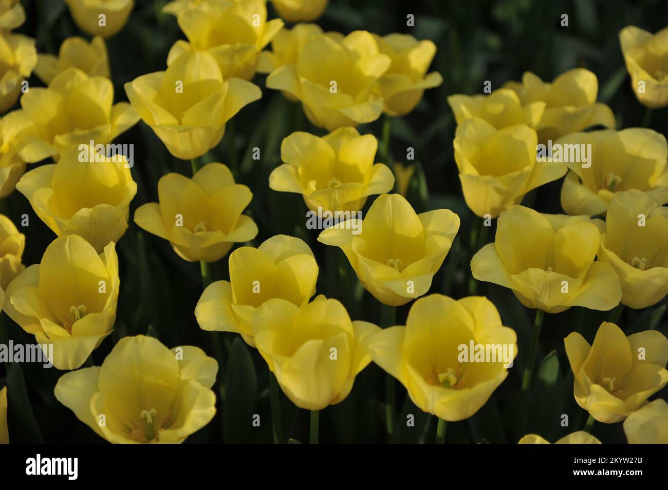 Yellow Triumph tulips (Tulipa) World Friendship bloom in a garden in ...