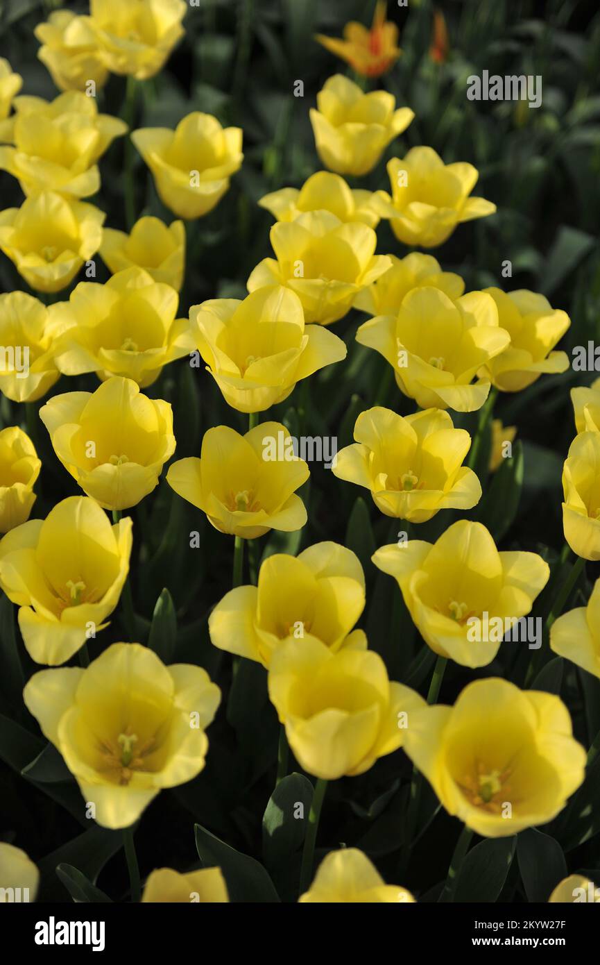 Yellow Triumph tulips (Tulipa) World Friendship bloom in a garden in ...