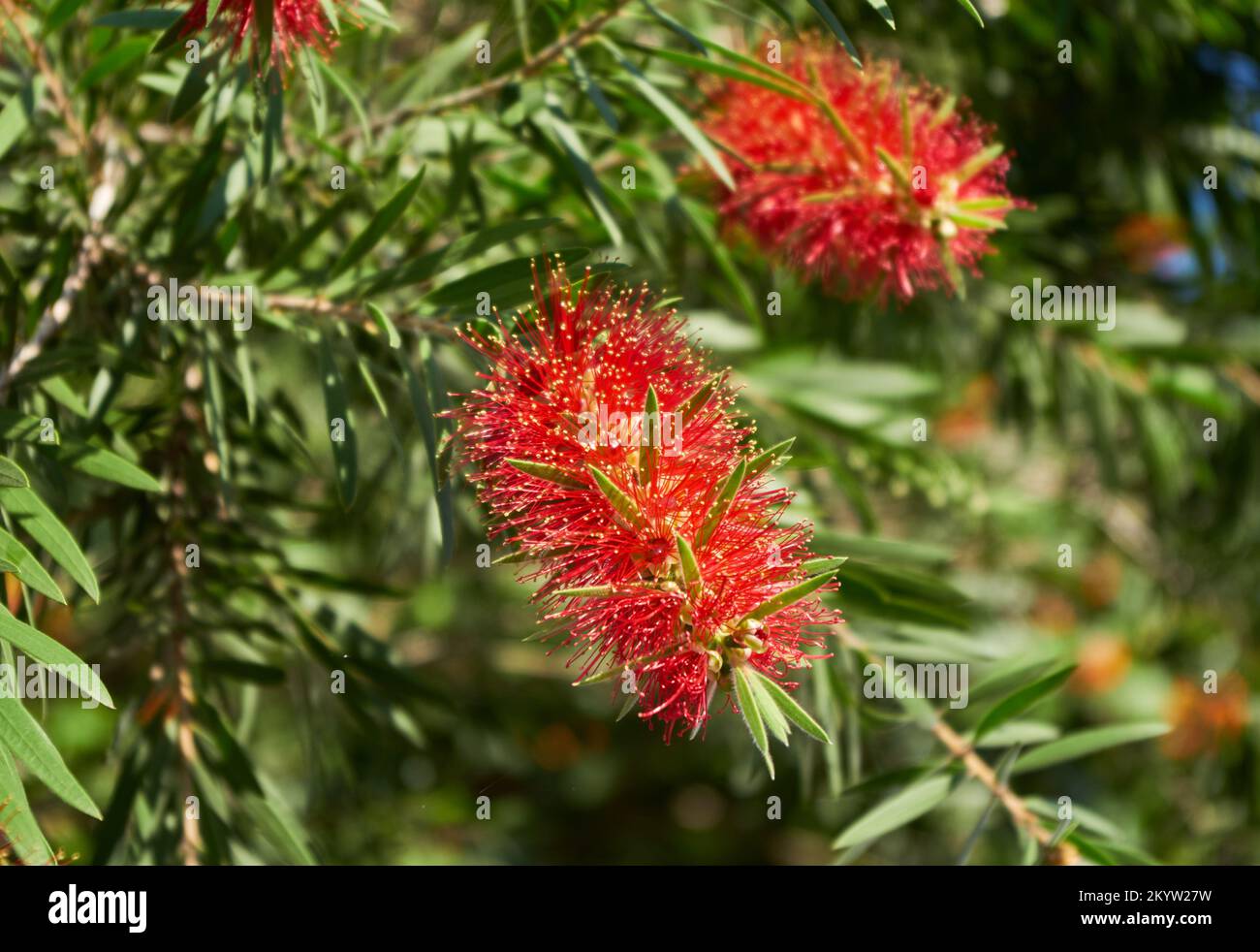 The red fur flower of Willow tree Stock Photo - Alamy