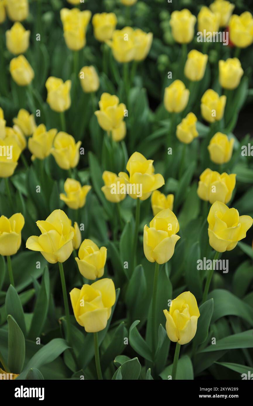 Yellow Triumph tulips (Tulipa) World Friendship bloom in a garden in ...