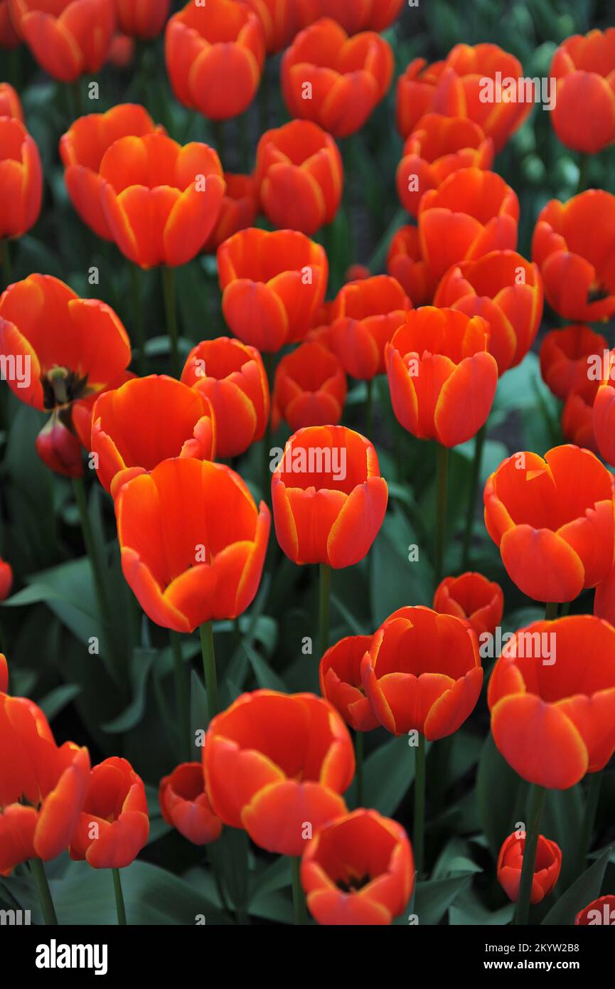 Orange-red Darwin Hybrid tulips (Tulipa) World's Favourite bloom in a ...