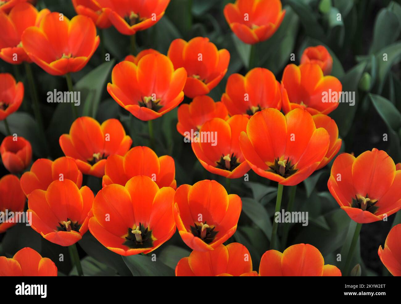 Orange-red Darwin Hybrid tulips (Tulipa) World's Favourite bloom in a ...