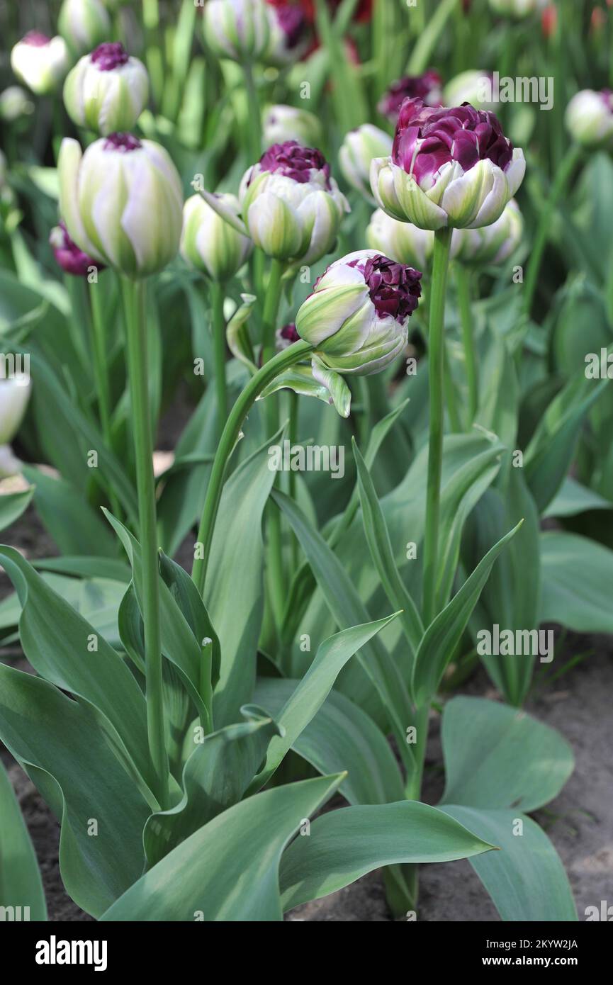 Purple and white peony-flowered Double Late tulips (Tulipa) Wow bloom ...