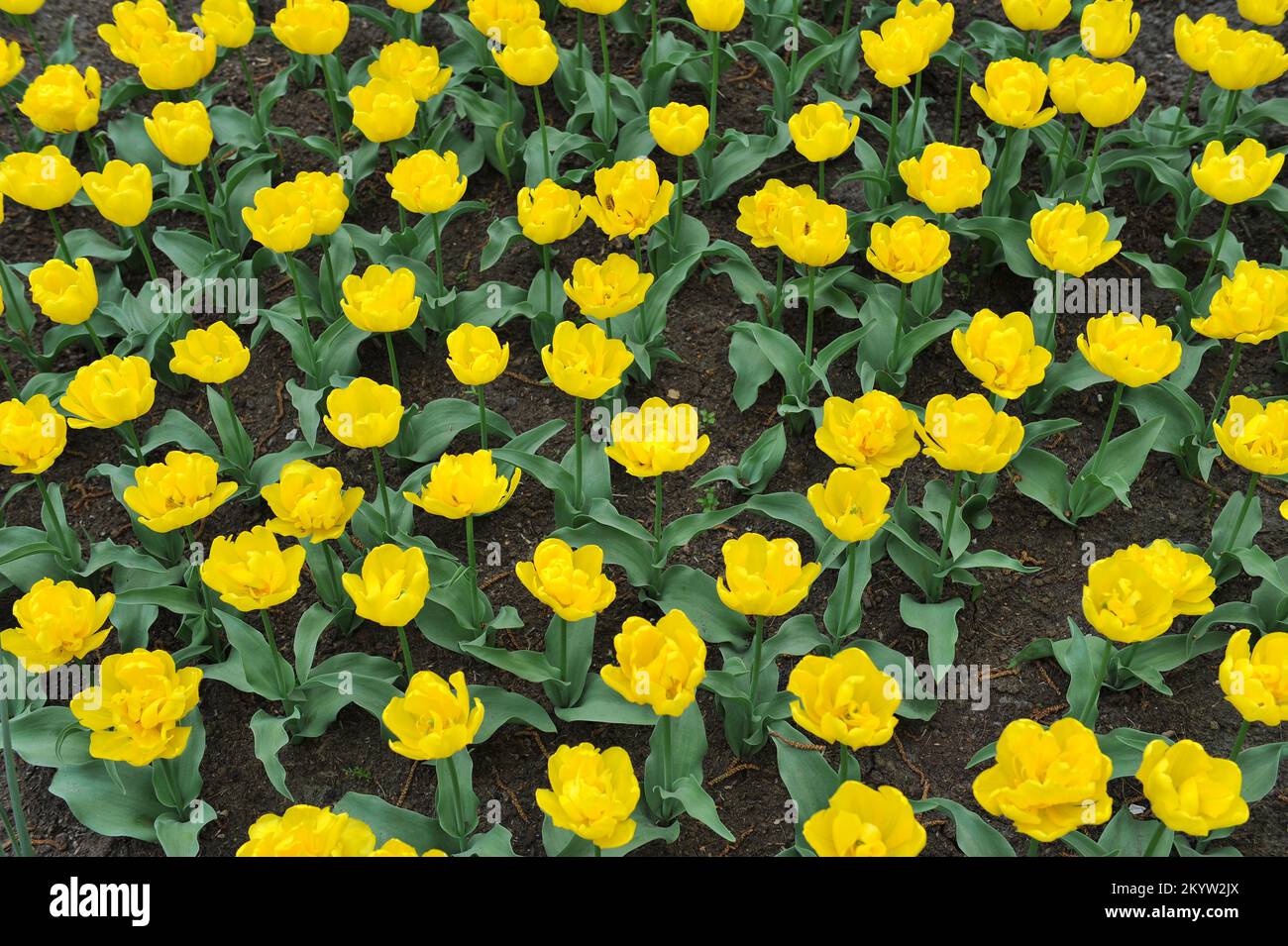 Yellow dwarf peony-flowered Double Early tulips (Tulipa) Yellow Baby ...