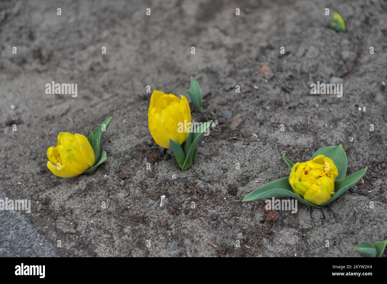 Yellow dwarf peony-flowered Double Early tulips (Tulipa) Yellow Baby ...