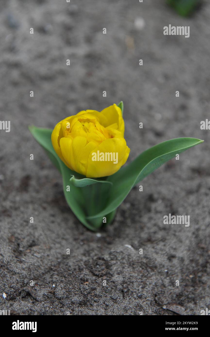 Yellow dwarf peony-flowered Double Early tulips (Tulipa) Yellow Baby ...