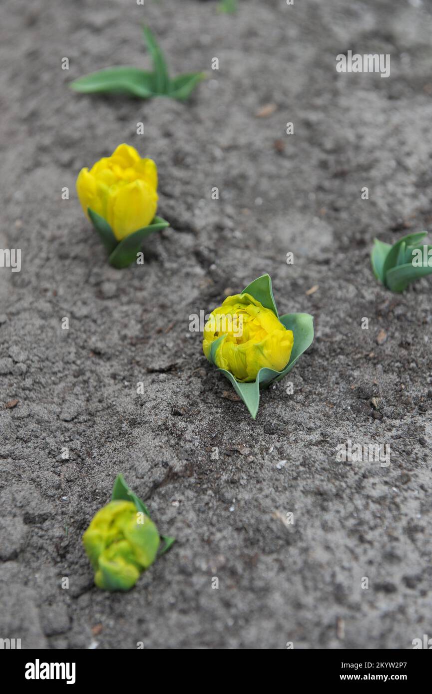 Yellow dwarf peony-flowered Double Early tulips (Tulipa) Yellow Baby ...