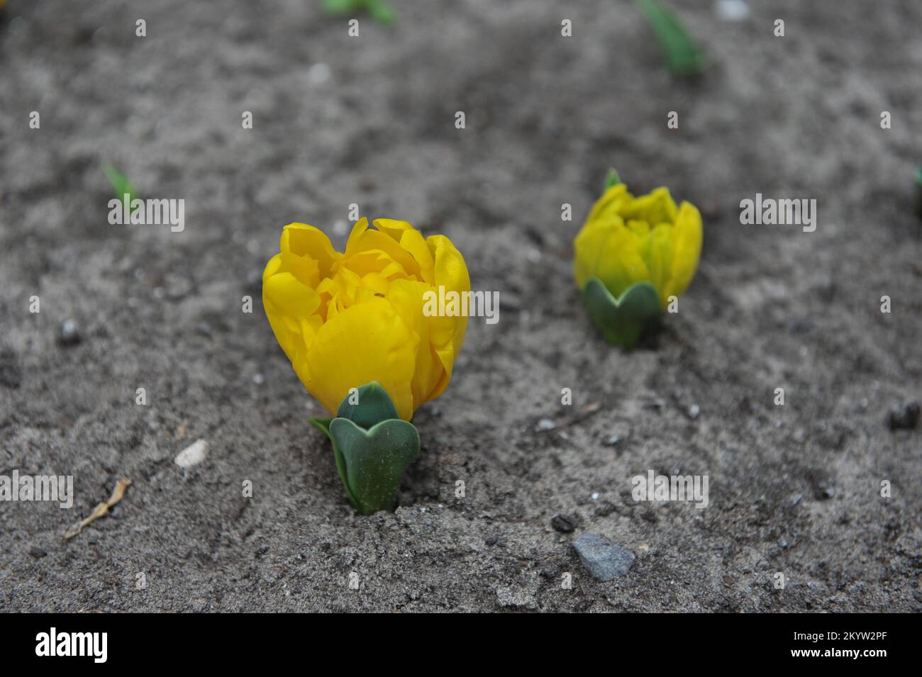 Yellow dwarf peony-flowered Double Early tulips (Tulipa) Yellow Baby ...