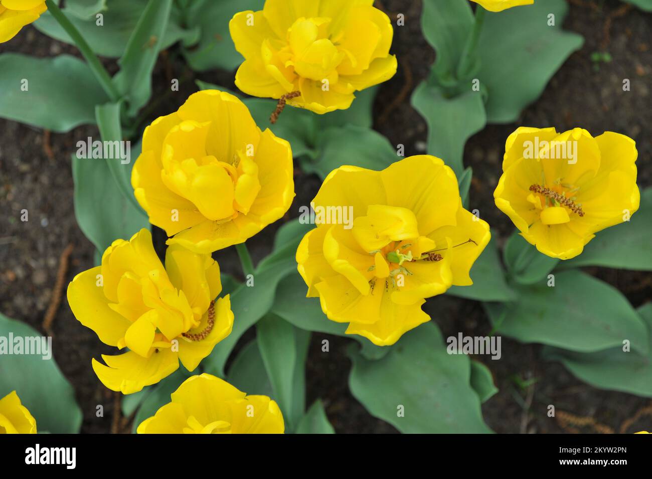 Yellow dwarf peony-flowered Double Early tulips (Tulipa) Yellow Baby ...
