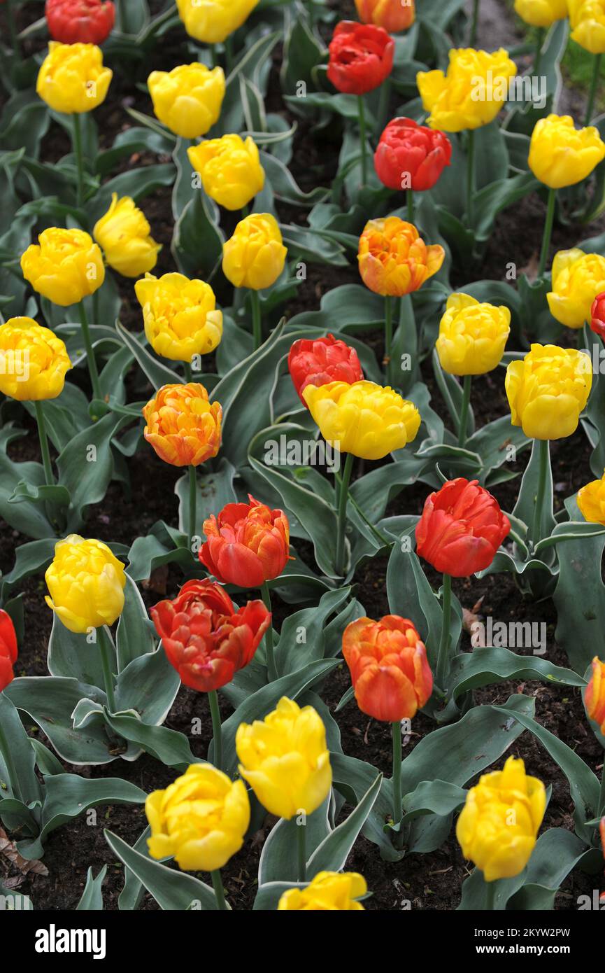 Red and yellow Double Early Yellow Baby's' tulips mixture (Tulipa) with ...