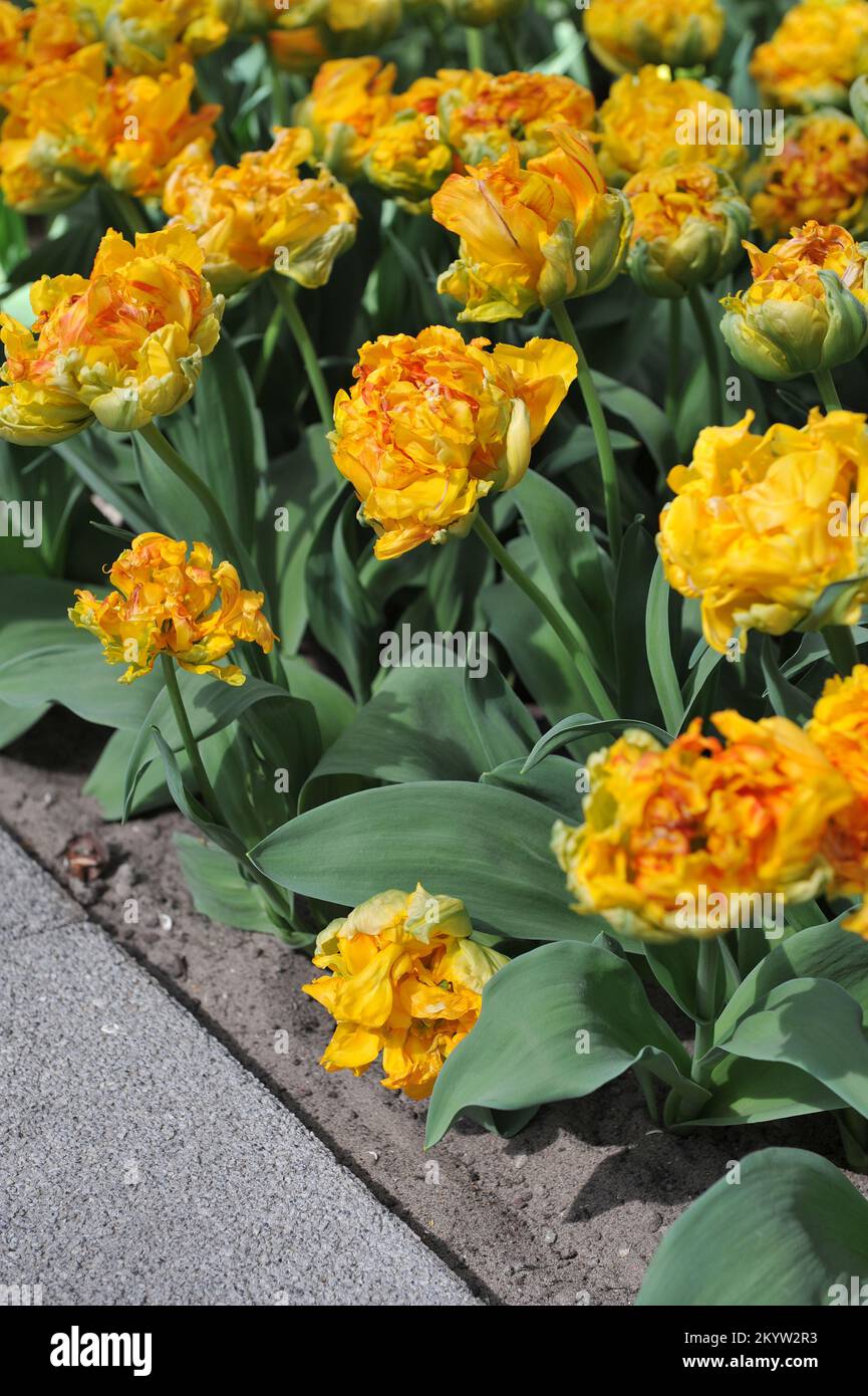 Double Early peony-flowered tulips (Tulipa) Yellow Cilesta bloom in a ...