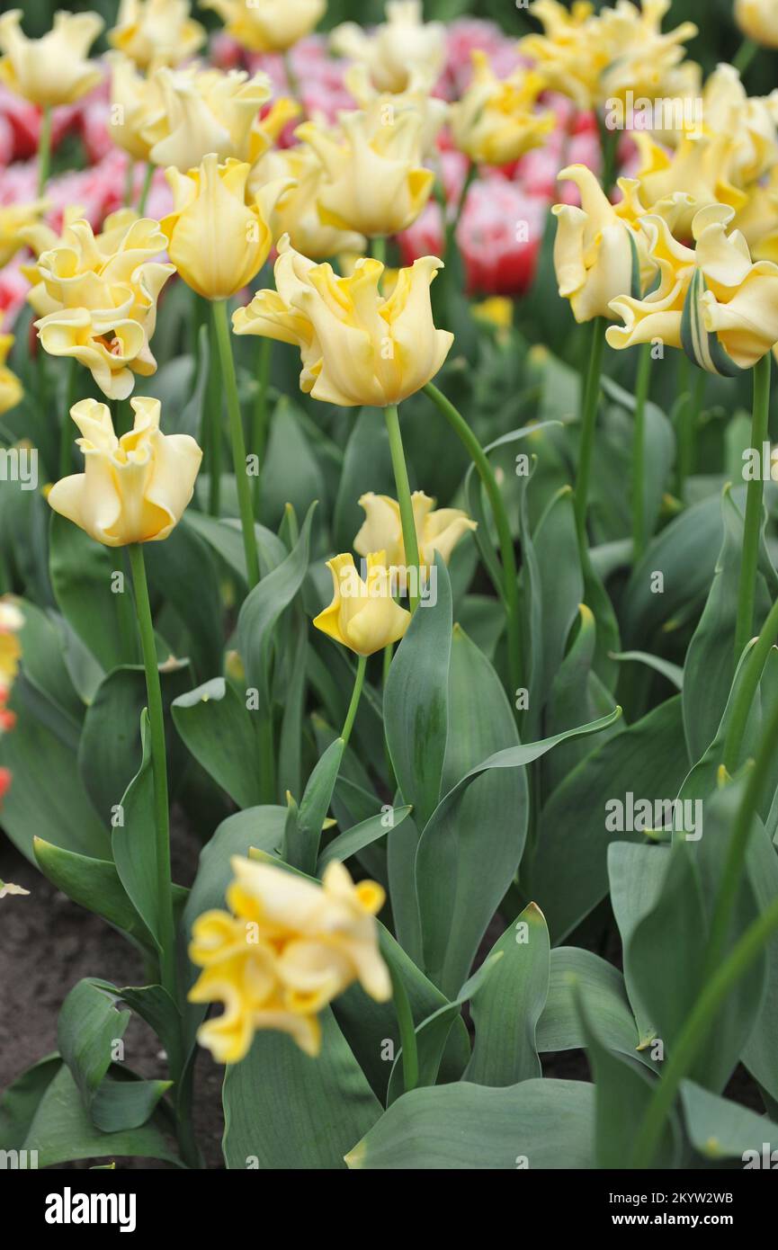 Coronet tulips (Tulipa) Yellow Crown bloom in a garden in April Stock ...