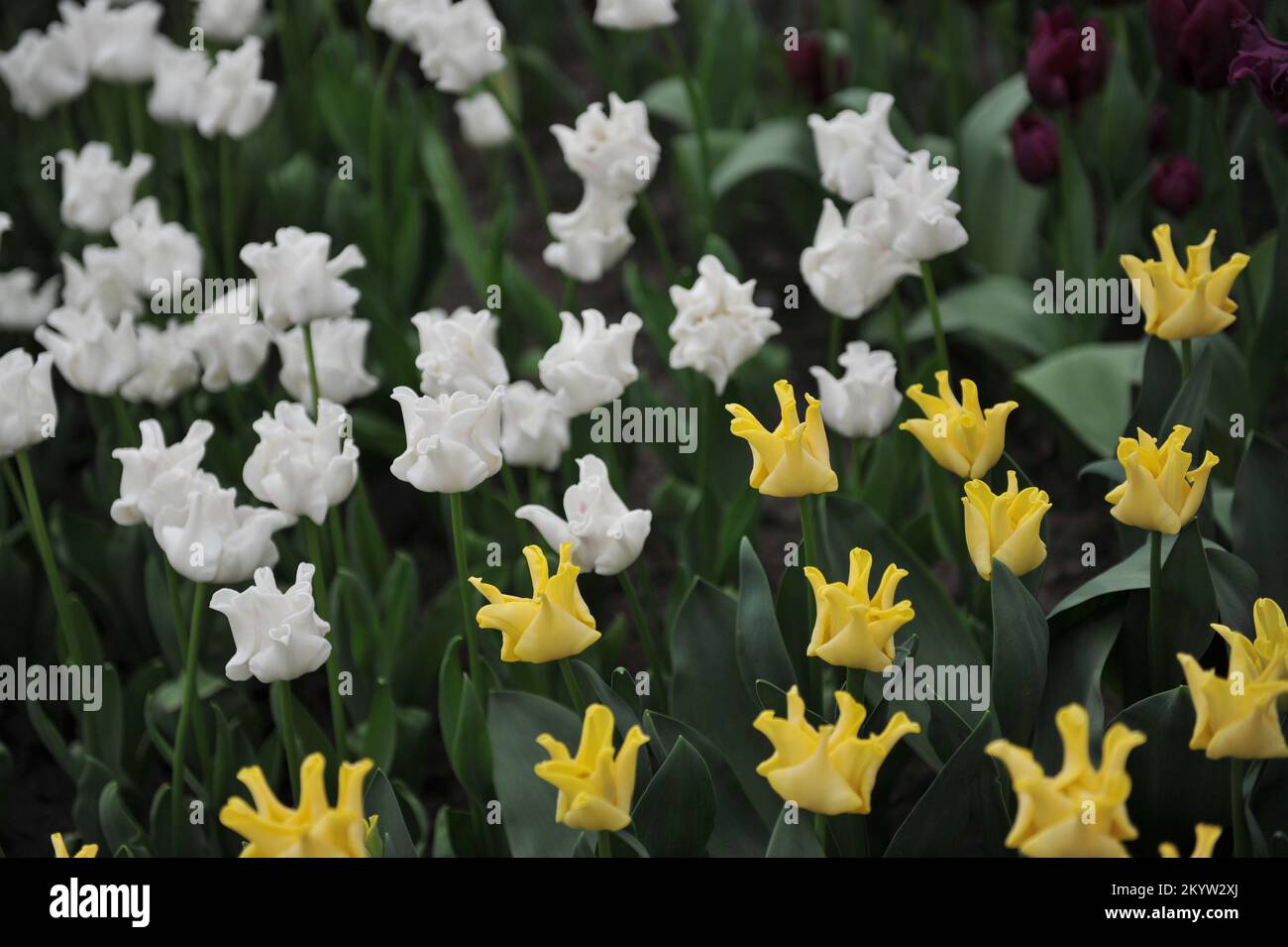 Coronet tulips (Tulipa) White Liberstar and Yellow Crown bloom in a ...