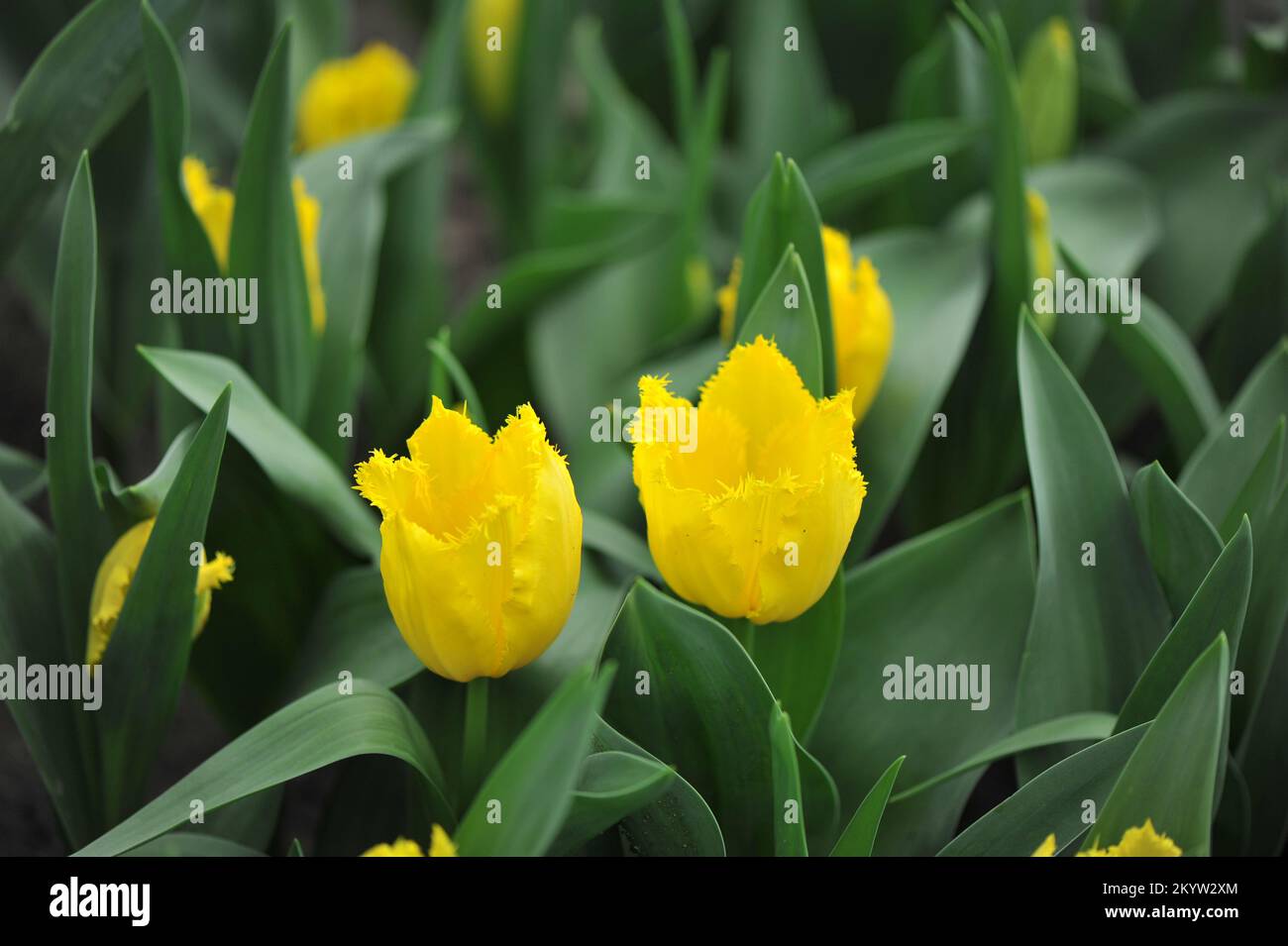 Fringed tulips (Tulipa) Yellow Fabio bloom in a garden in March Stock ...