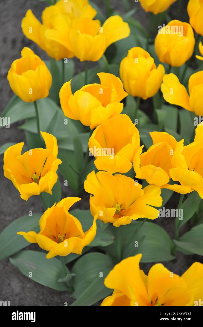 Single Early tulips (Tulipa) Yellow Flair bloom in a garden in March ...