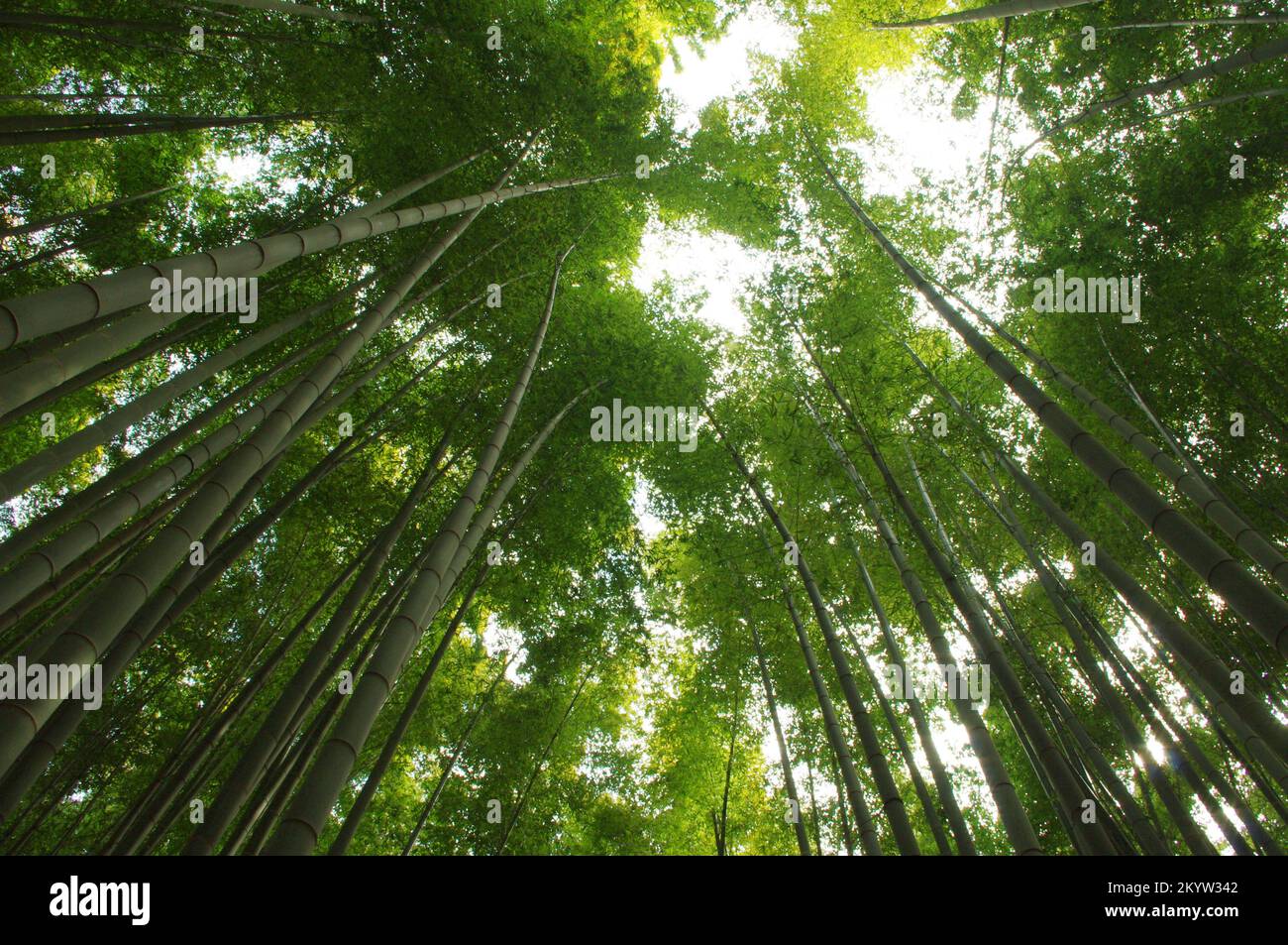 Bamboo and greenery hi-res stock photography and images - Alamy