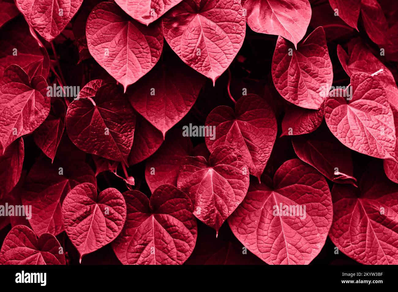 Glossy leafs in shape of hearts,in monochrome red color Stock Photo - Alamy