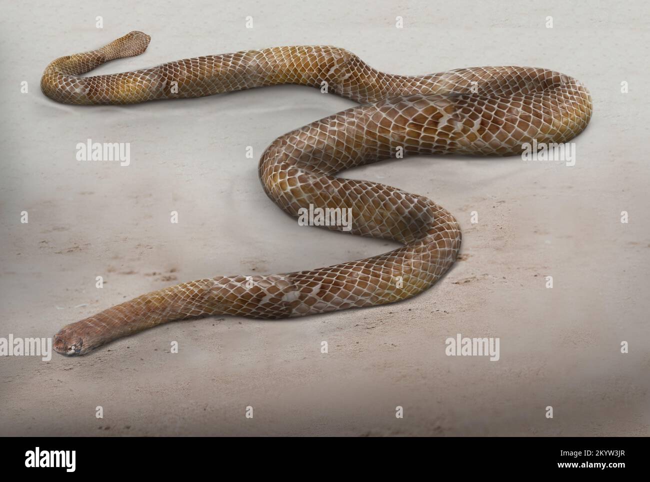 Short nosed sea snake hi-res stock photography and images - Alamy