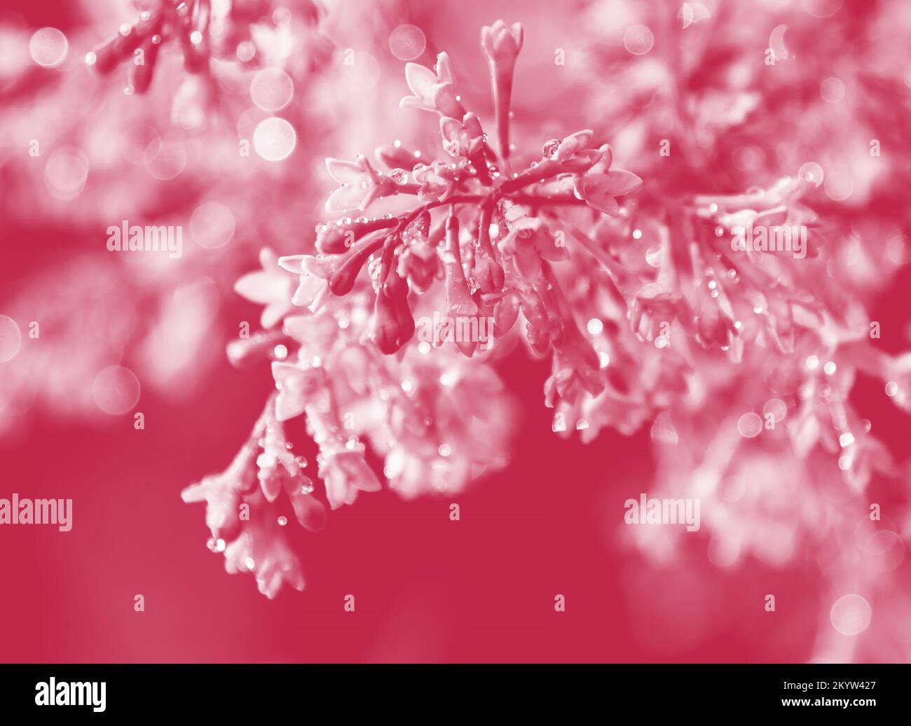 Viva Magenta color background. Natural textures and patterns of the ...