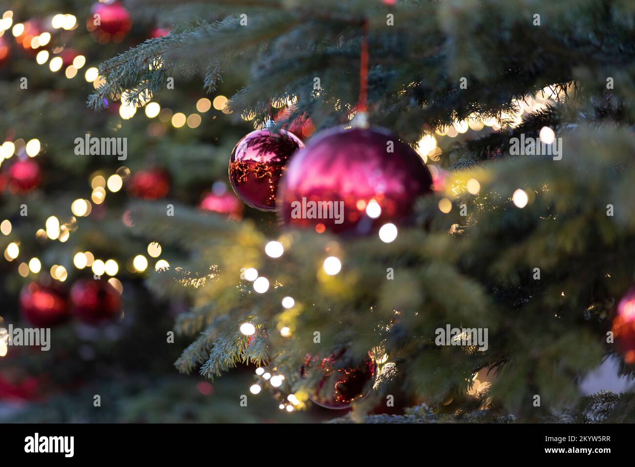 Viva magenta 2023 Christmas balls hang on a fancy tree Stock Photo - Alamy