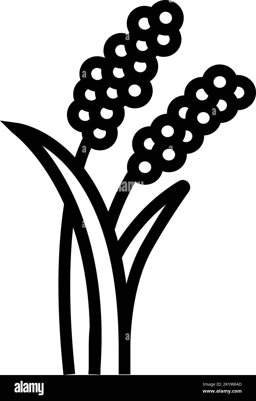 Millet plant Black and White Stock Photos & Images - Alamy