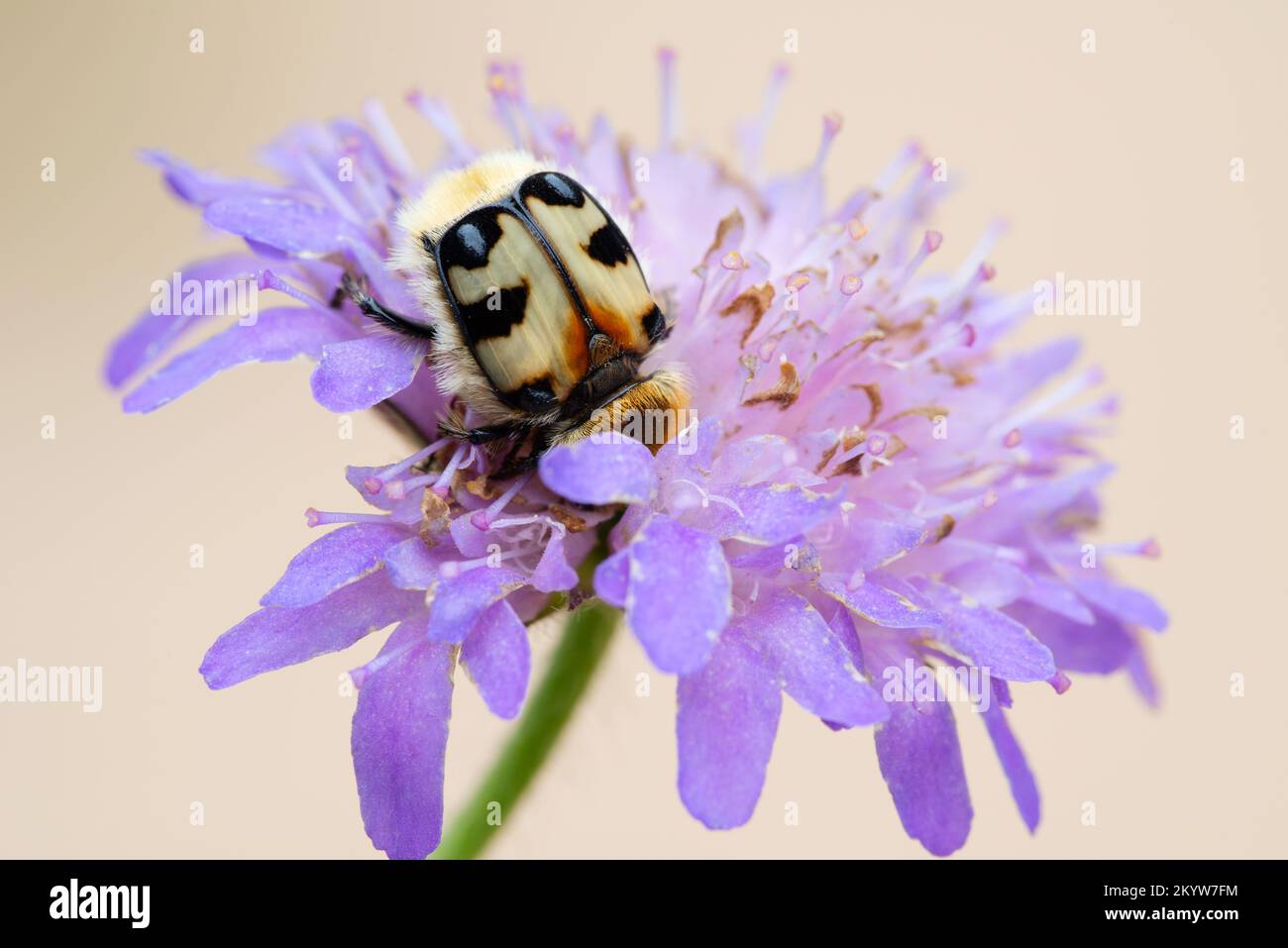 Fluffy black-spotted Bee beetle (Trichius fasciatus) on a flower ...