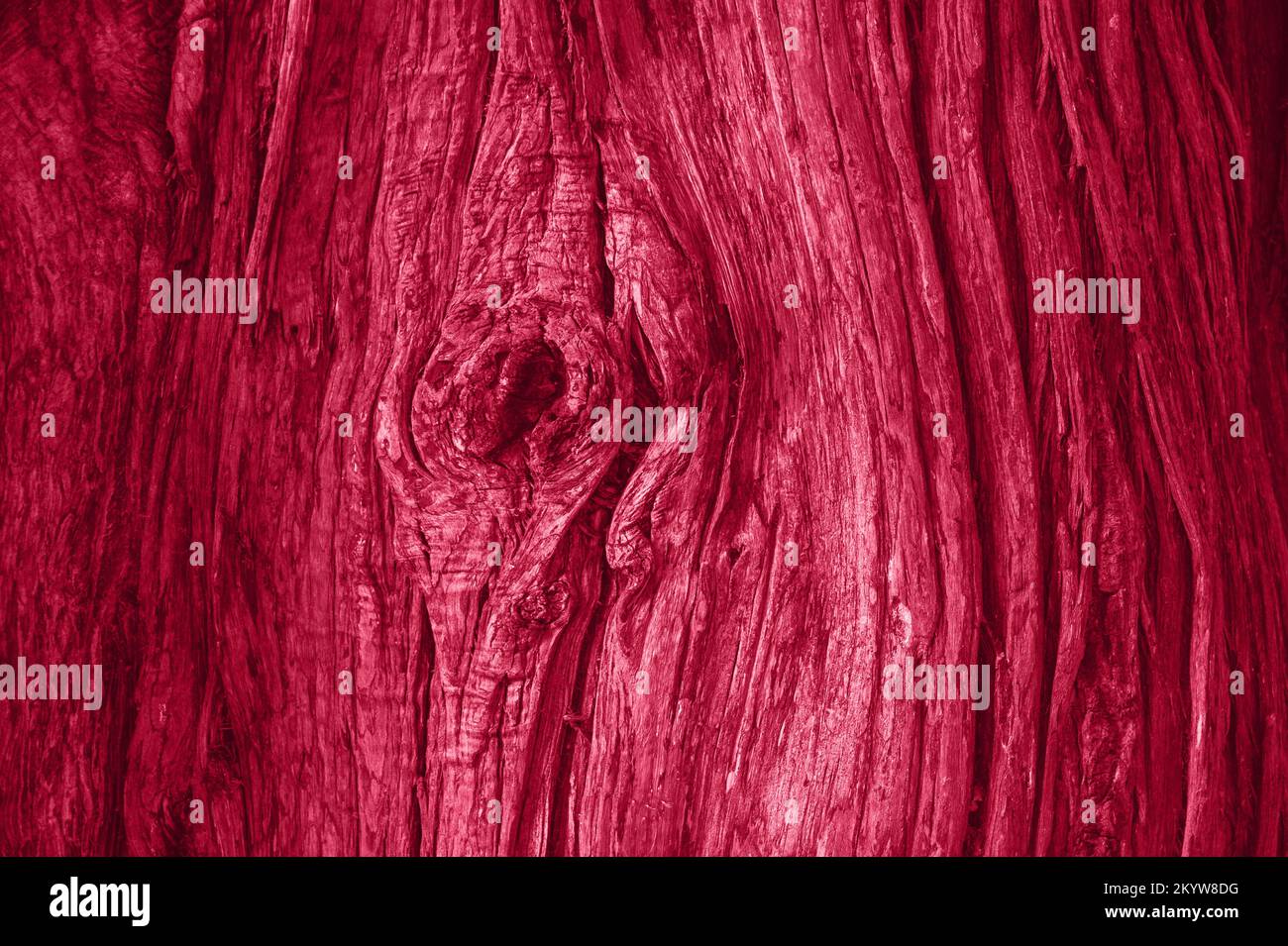 Viva magenta color texture of bark an old tree Stock Photo - Alamy