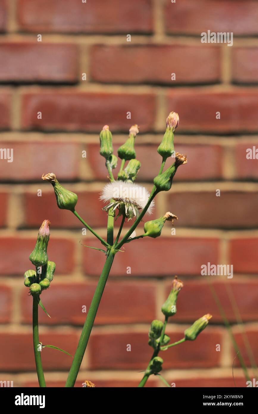 Wild puffball growing in the wild fields Stock Photo - Alamy