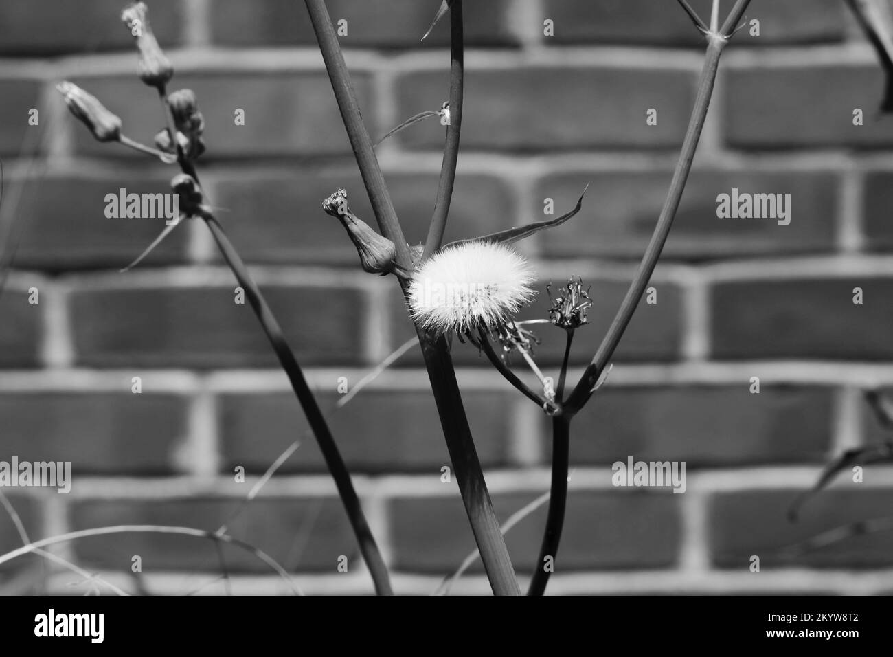 Wild puffball growing in the wild fields in a black and white ...