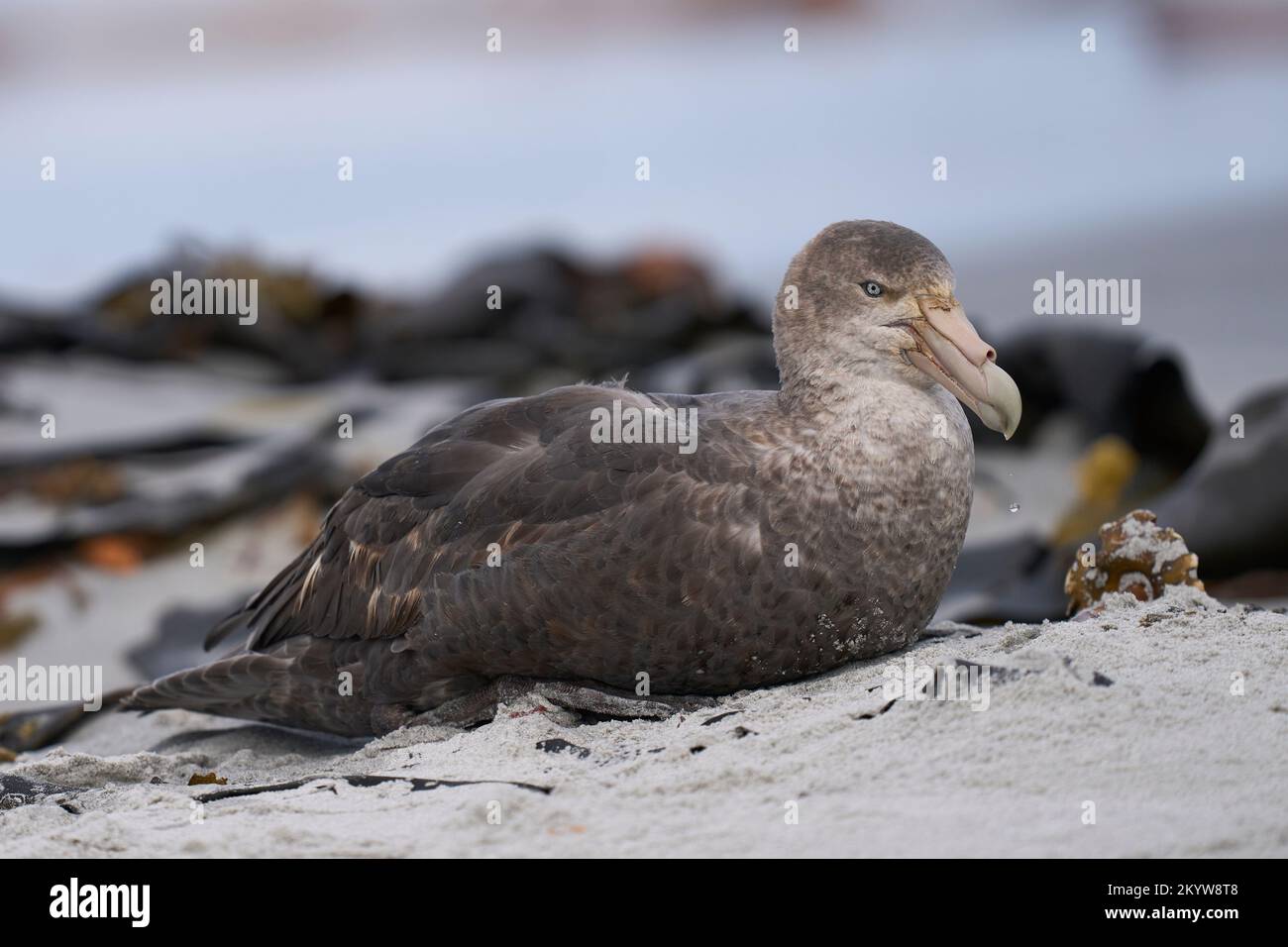 Southern Giant Petrel (Macronectes giganteus) on a sandy beach on Sea ...