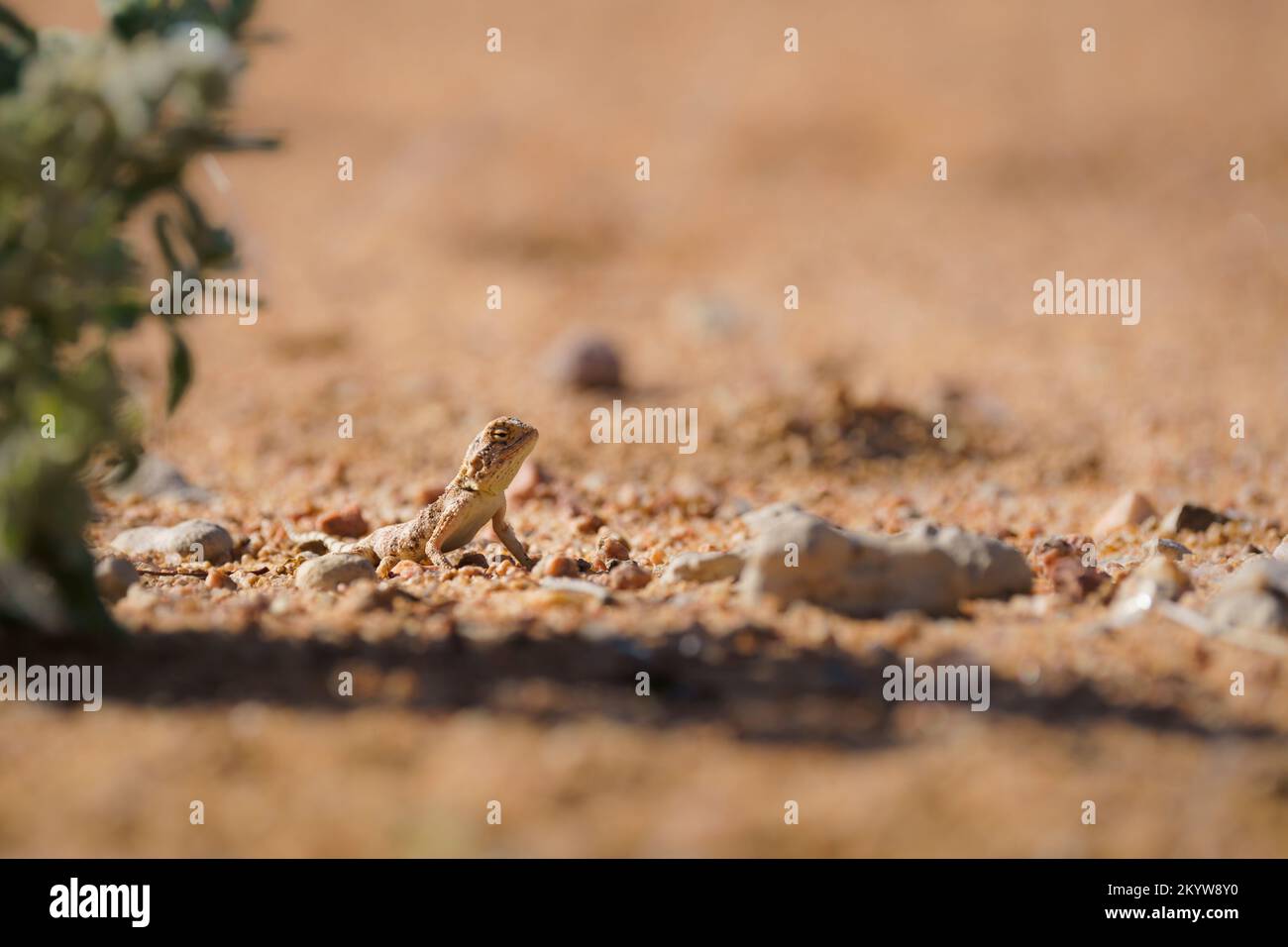 Ground lizard hi-res stock photography and images - Alamy