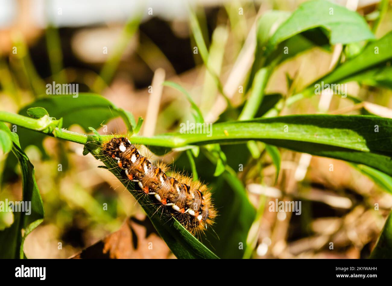 Beautiful brown caterpillar on hi-res stock photography and images - Alamy