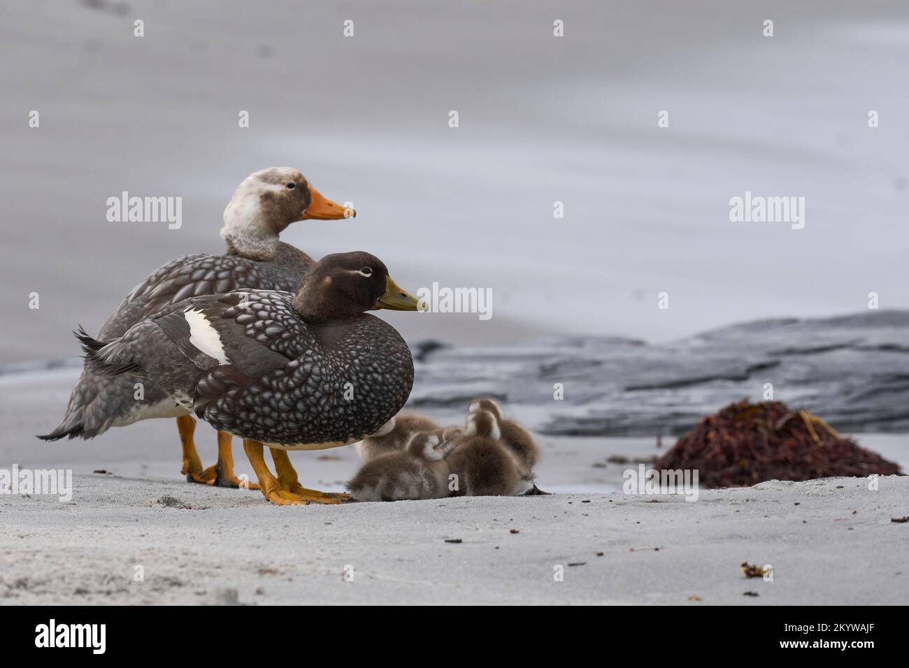 Falkland Steamer Duck (Tachyeres brachypterus) with recently hatched ...