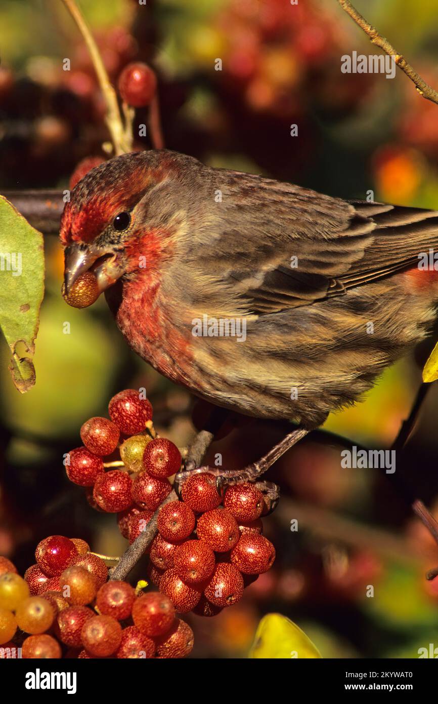 Male house finch eating berries Stock Photo - Alamy