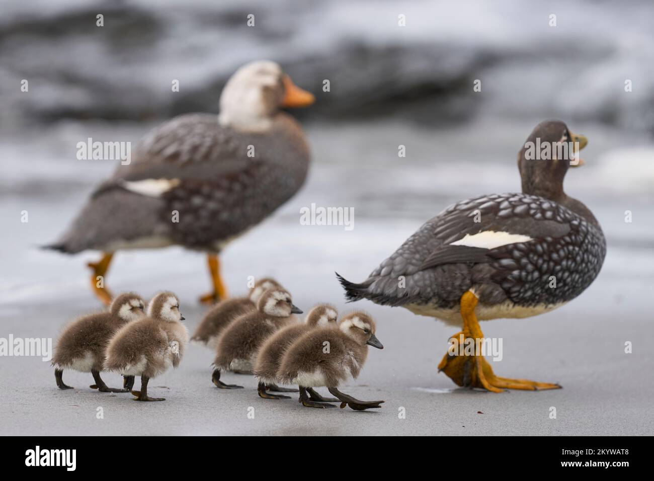 Falkland Steamer Duck (Tachyeres brachypterus) with recently hatched ...