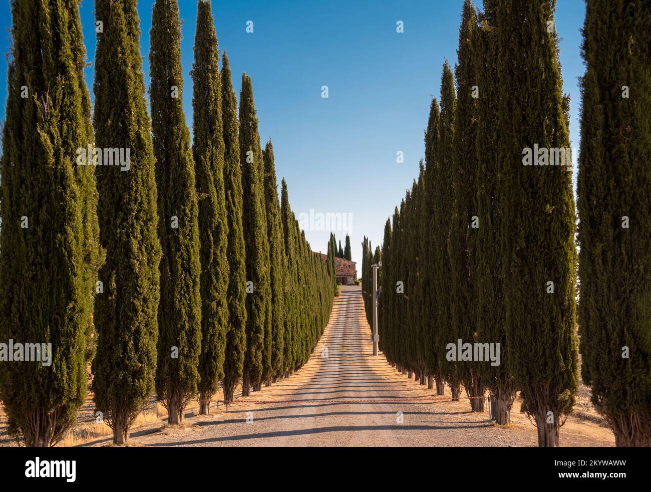 Road with cypresses in Tuscany, Italy on sunset, typical tuscanian ...