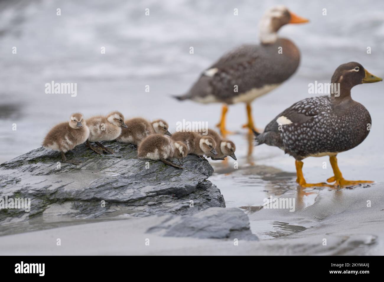 Falkland Steamer Duck (Tachyeres brachypterus) with recently hatched ...