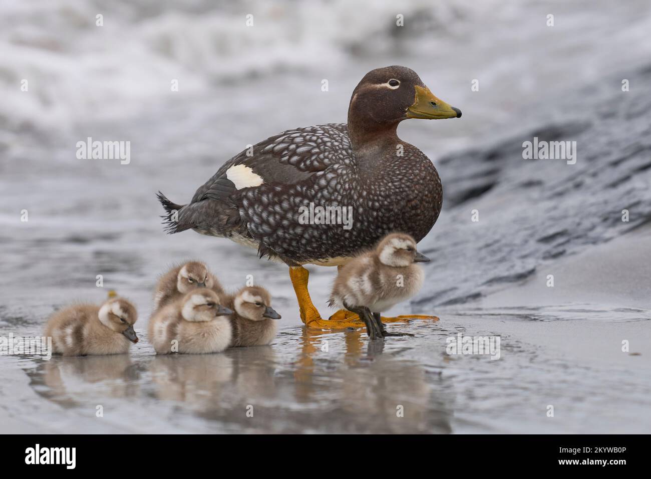 Falkland Steamer Duck (Tachyeres brachypterus) with recently hatched ...