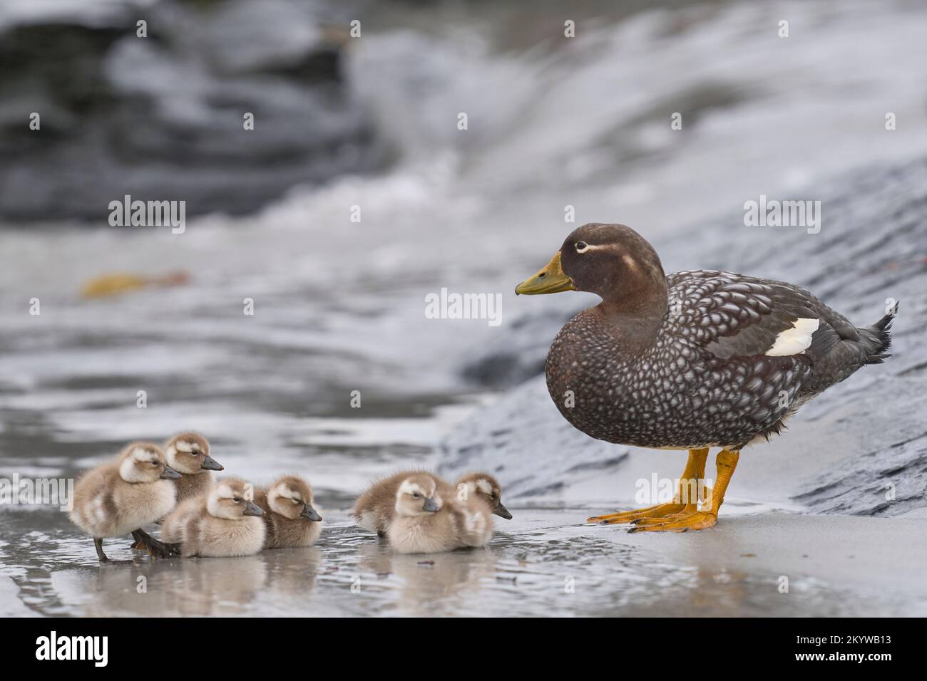 Falkland Steamer Duck (Tachyeres brachypterus) with recently hatched ...