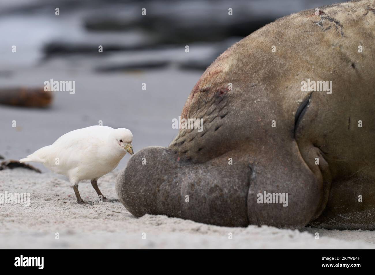 Pale-faced Sheathbill (Chionis albus) picking bits of flesh from the ...