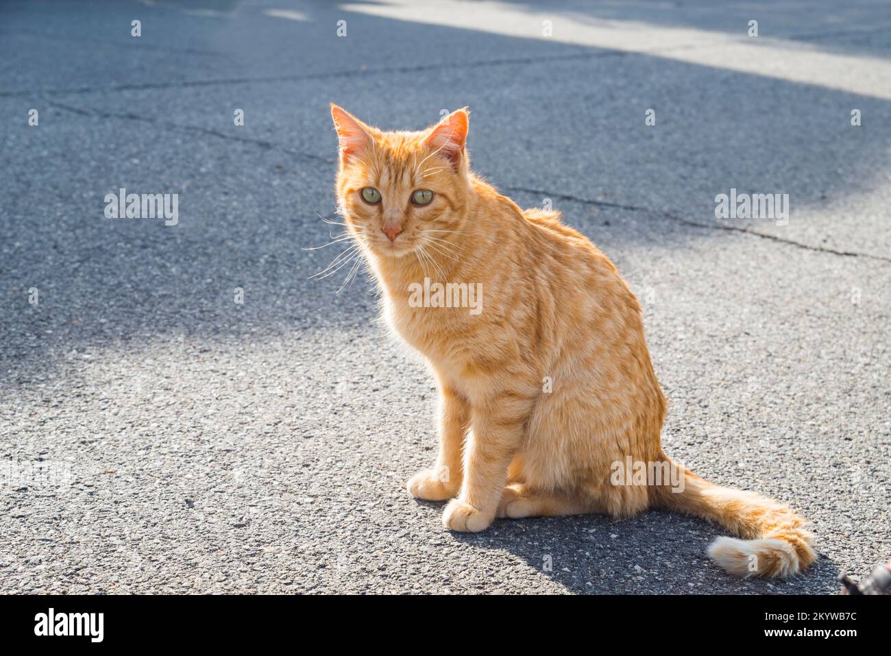 Gato tabby sentado hi-res stock photography and images - Alamy