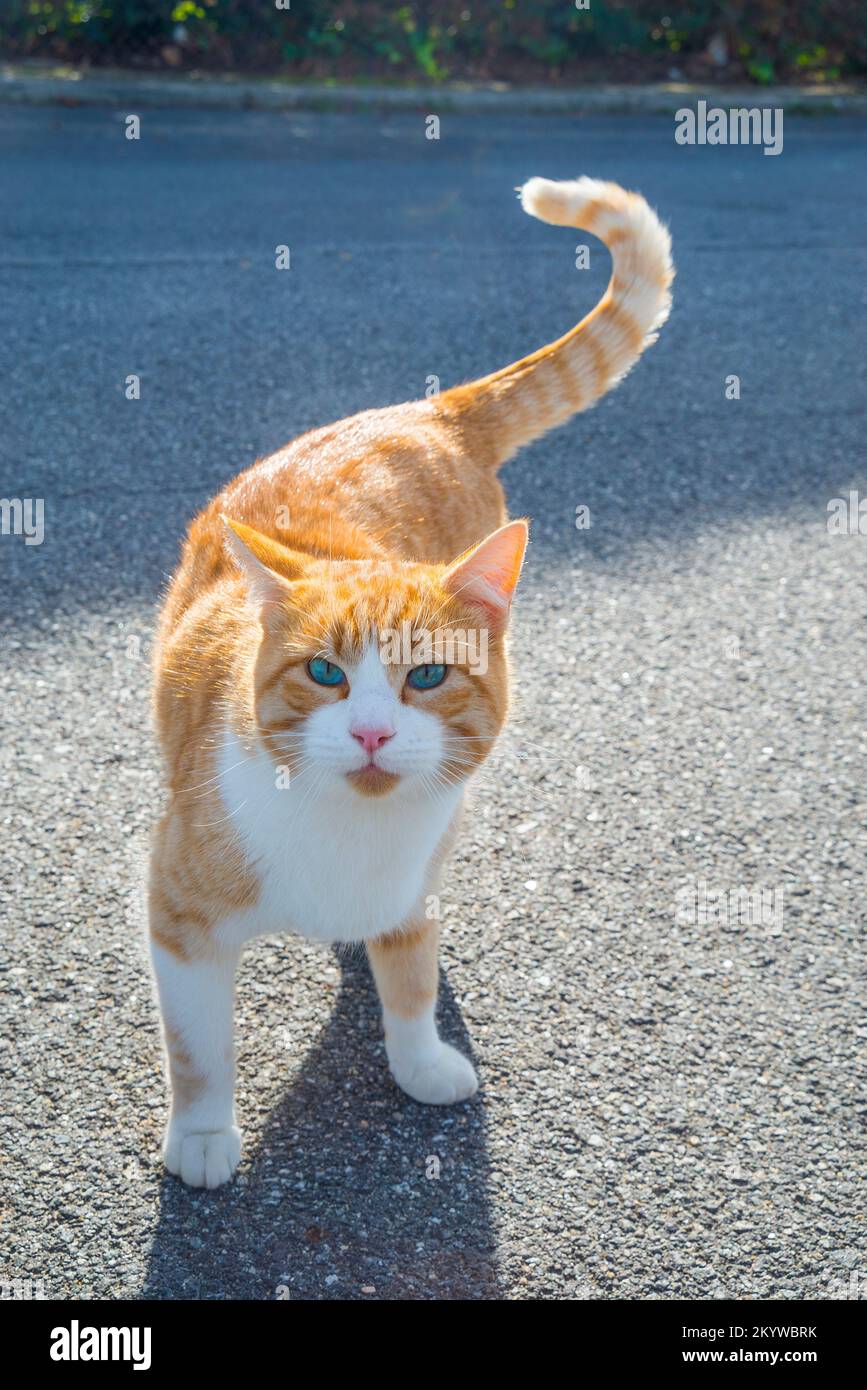Gato tabby adulto hi-res stock photography and images - Alamy