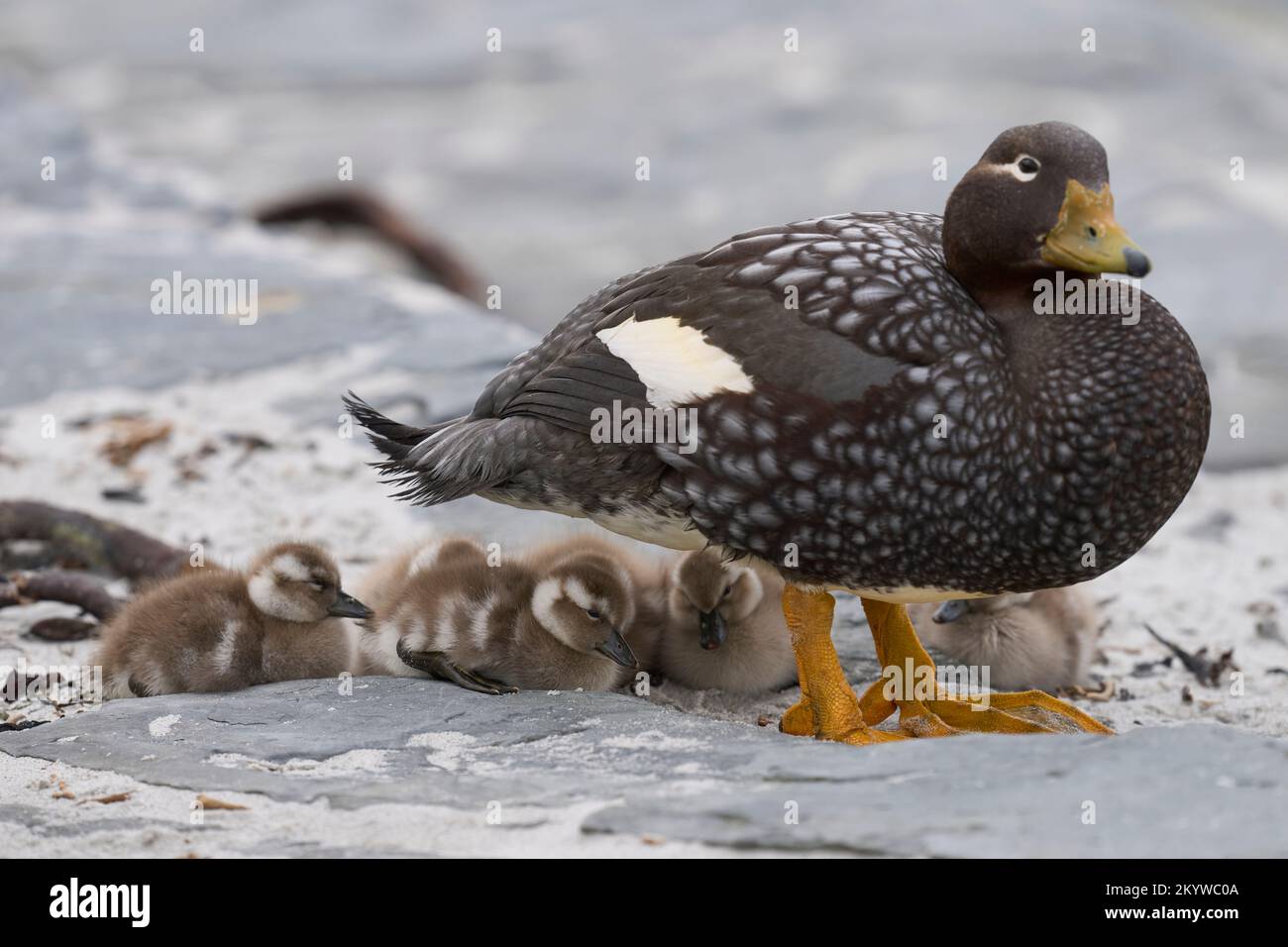 Falkland Steamer Duck (Tachyeres brachypterus) with recently hatched ...
