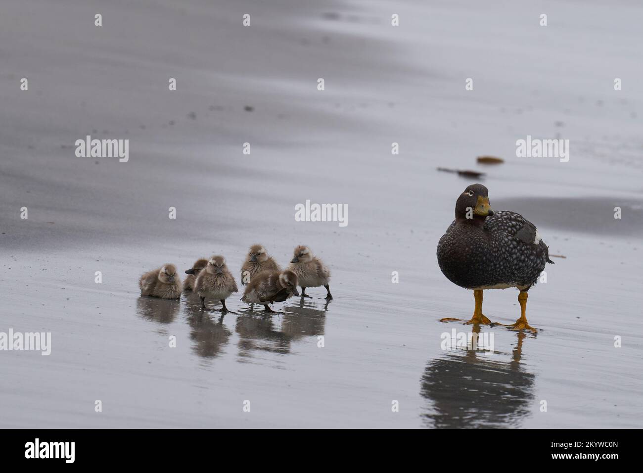 Falkland Steamer Duck (Tachyeres brachypterus) with recently hatched ...